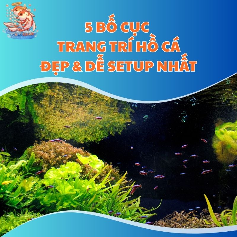 5 Bố Cục Trang Trí Hồ Cá Đẹp & Dễ Setup Nhất
