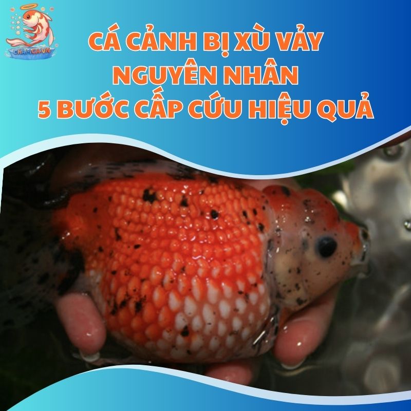 Cá Cảnh Bị Xù Vảy - Nguyên Nhân & 5 Bước Cấp Cứu Hiệu Quả