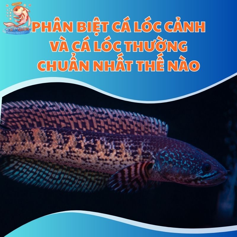 Phân Biệt Cá Lóc Cảnh Và Cá Lóc Thường Chuẩn Nhất Thế Nào