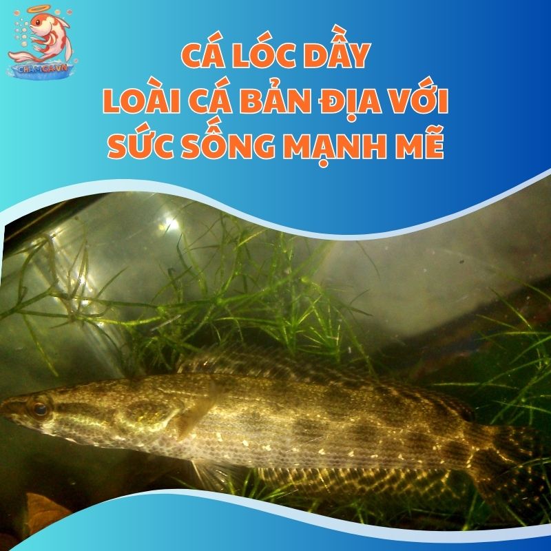 Cá Lóc Dầy - Loài Cá Bản Địa Với Sức Sống Mạnh Mẽ