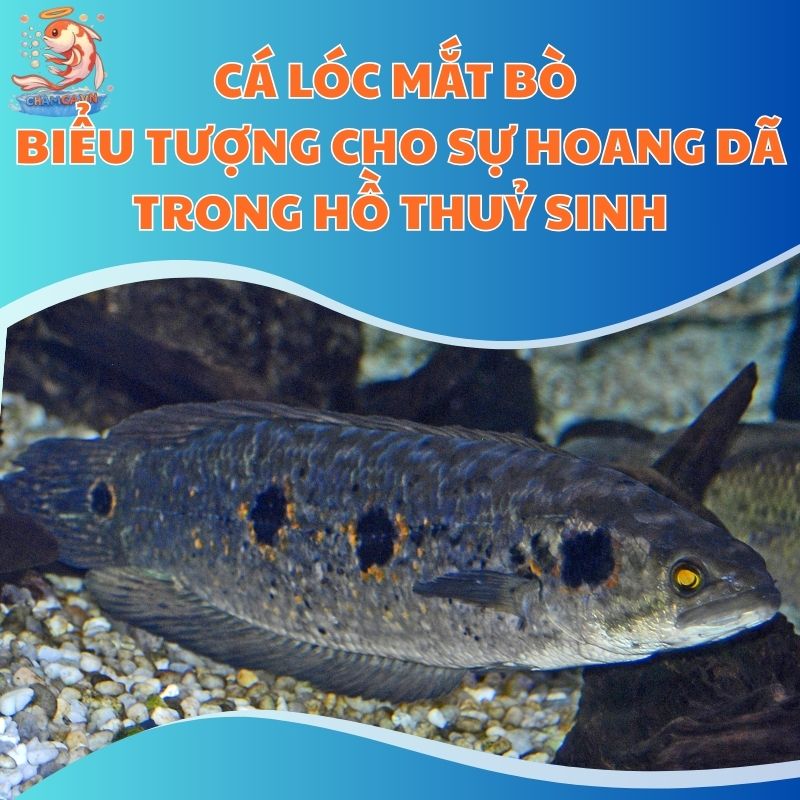 Cá Lóc Mắt Bò - Biểu Tượng Sự Hoang Dã Trong Hồ Thuỷ Sinh