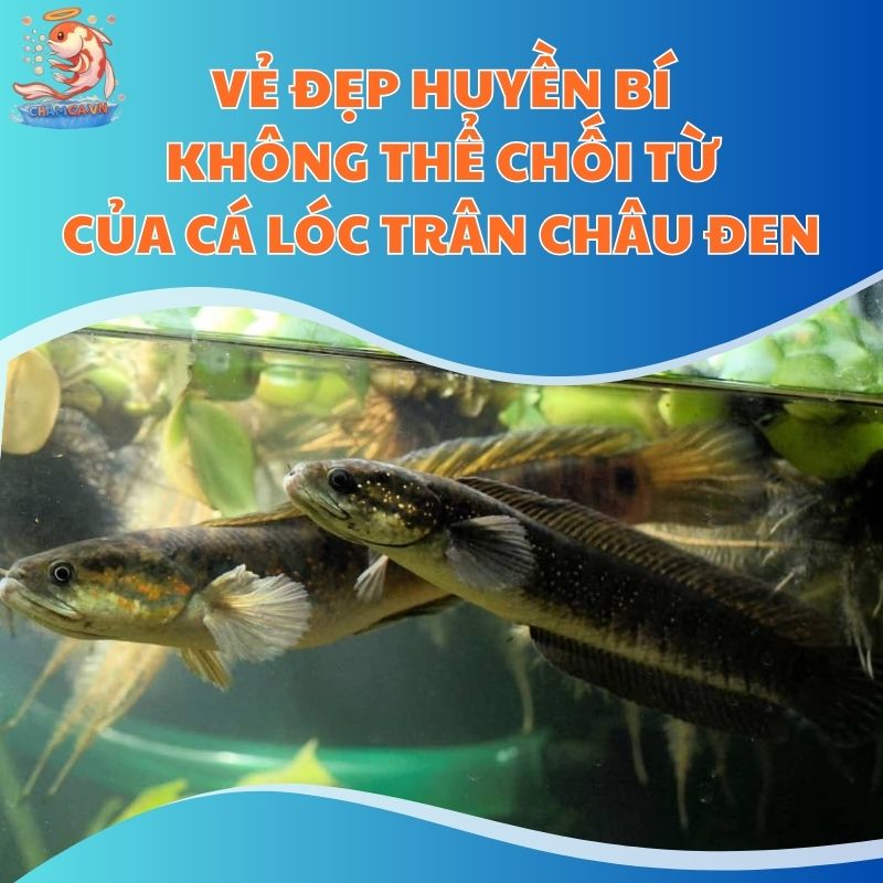Vẻ Đẹp Huyền Bí Không Thể Chối Từ Của Cá Lóc Trân Châu Đen