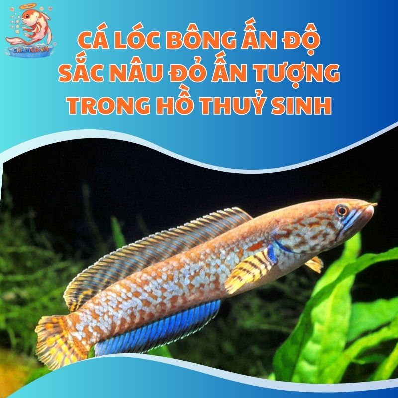 Cá Lóc Bông Ấn Độ - Sắc Nâu Đỏ Ấn Tượng Trong Hồ Thuỷ Sinh