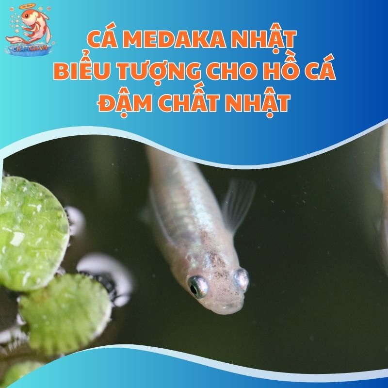 Cá Medaka Nhật - Biểu Tượng Cho Hồ Cá Đậm Chất Nhật